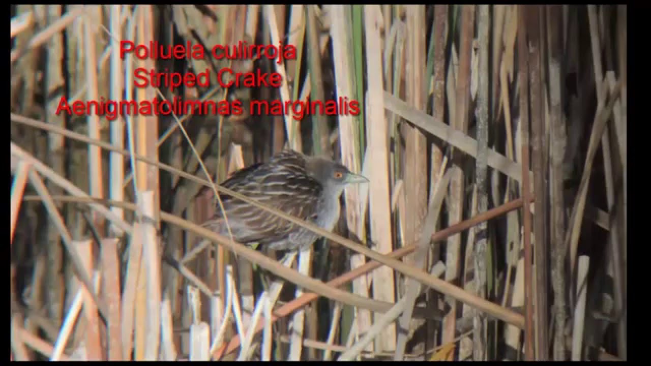 Polluela culirroja, Striped Crake, Porzana marginalis - YouTube