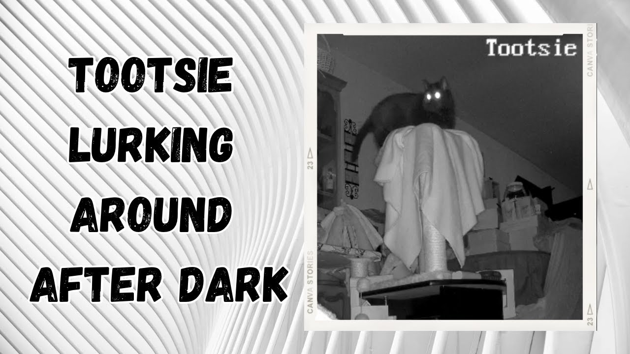 1236) Tootsie Lurking Around After Dark - YouTube