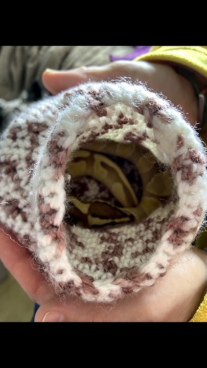 Cutest Ball Python Pics! My first pictures with my baby ball python ...