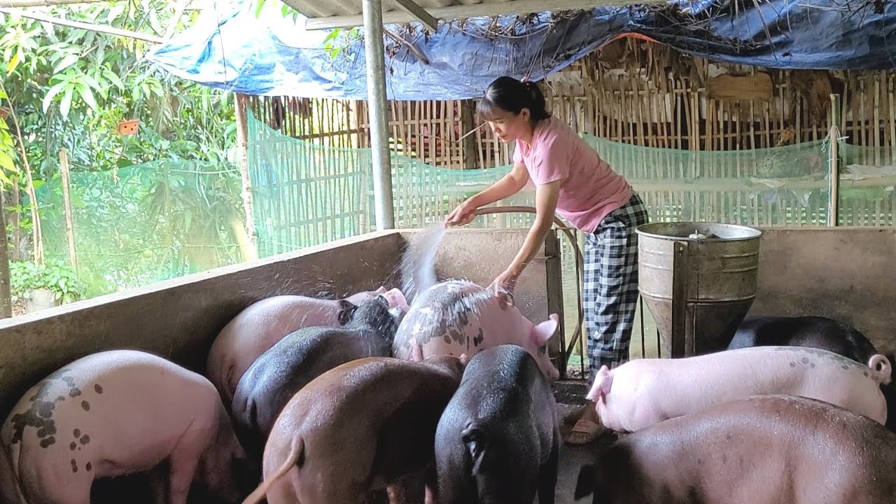 Take care of pigs and chickens. You will be surprised if you don't ...