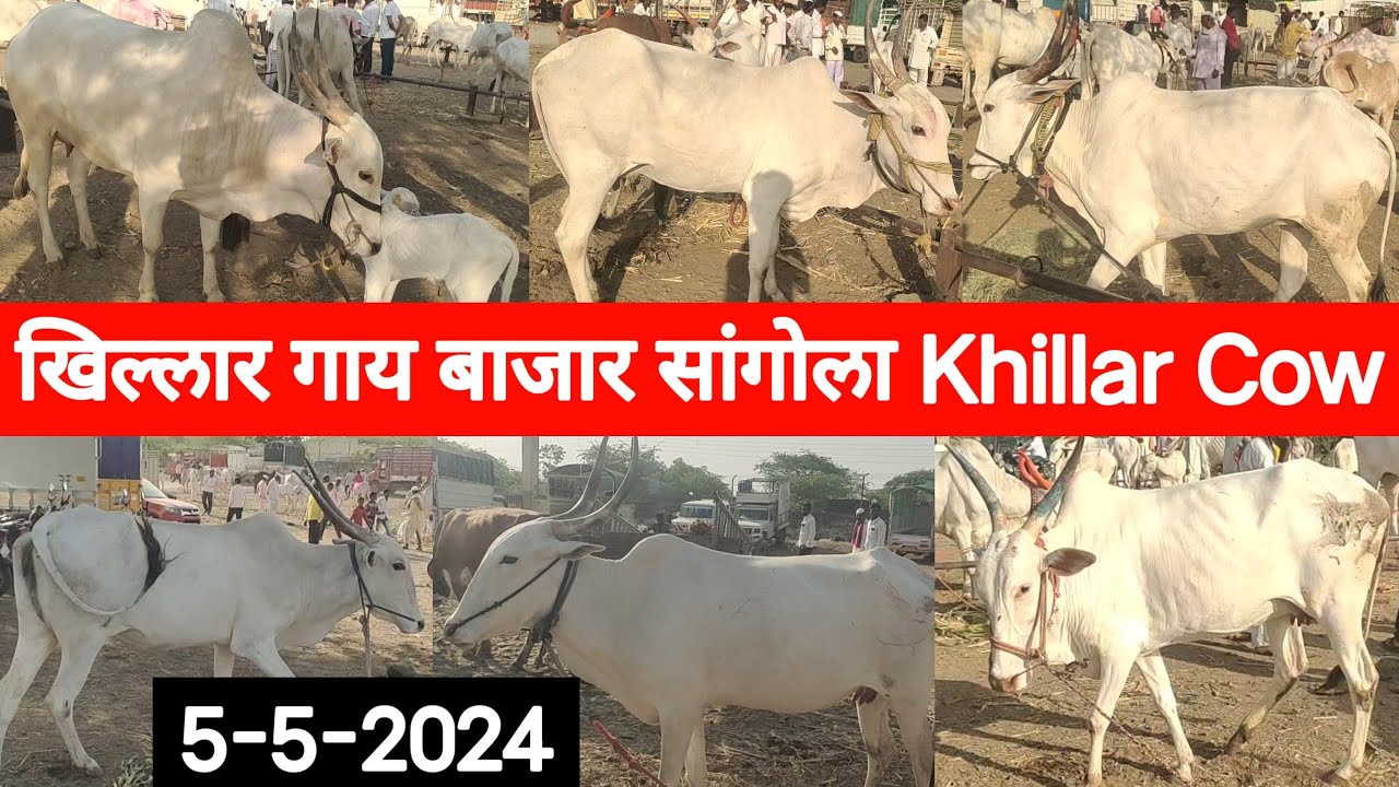 सांगोला खिल्लार गाय बाजार / Sangola Khillar Cow Market / चालू बाजारभाव ...