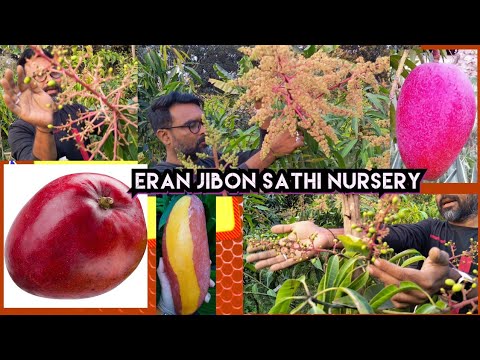 how to Viyeatnam Variegated Mango Trees | Austin Mango Trees # ...