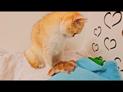 Melania yavru kedileriyle ne yapacağını düşünüyor 🍼Doğumdan sonraki ilk gün