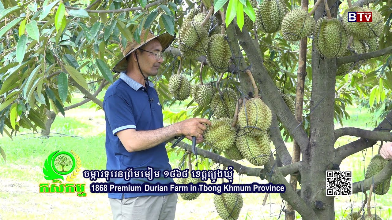 AGRICULTURE/កម្មវិធី កសិកម្មៈ ចម្ការទុរេន ព្រីមៀម១៨៦៨ (1868 Premium ...