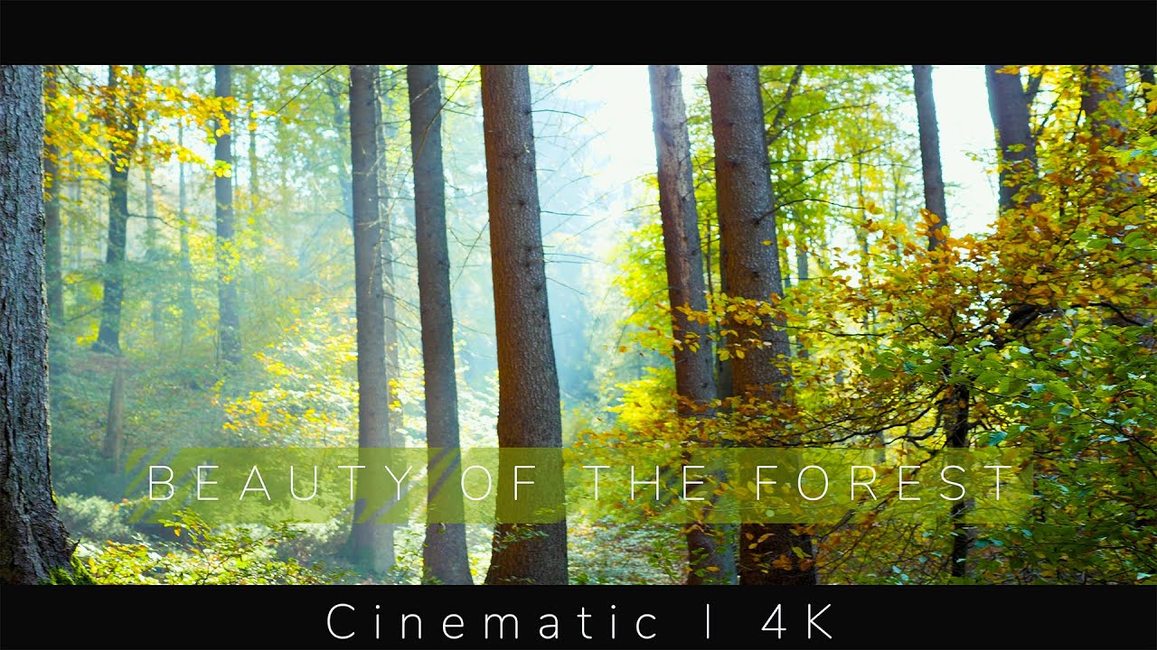 BEAUTY OF THE FOREST [Cinematic I 4K] - YouTube