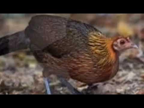 Suab Qaib Seev Tuaj Zoo Kawg Li Nawb - YouTube