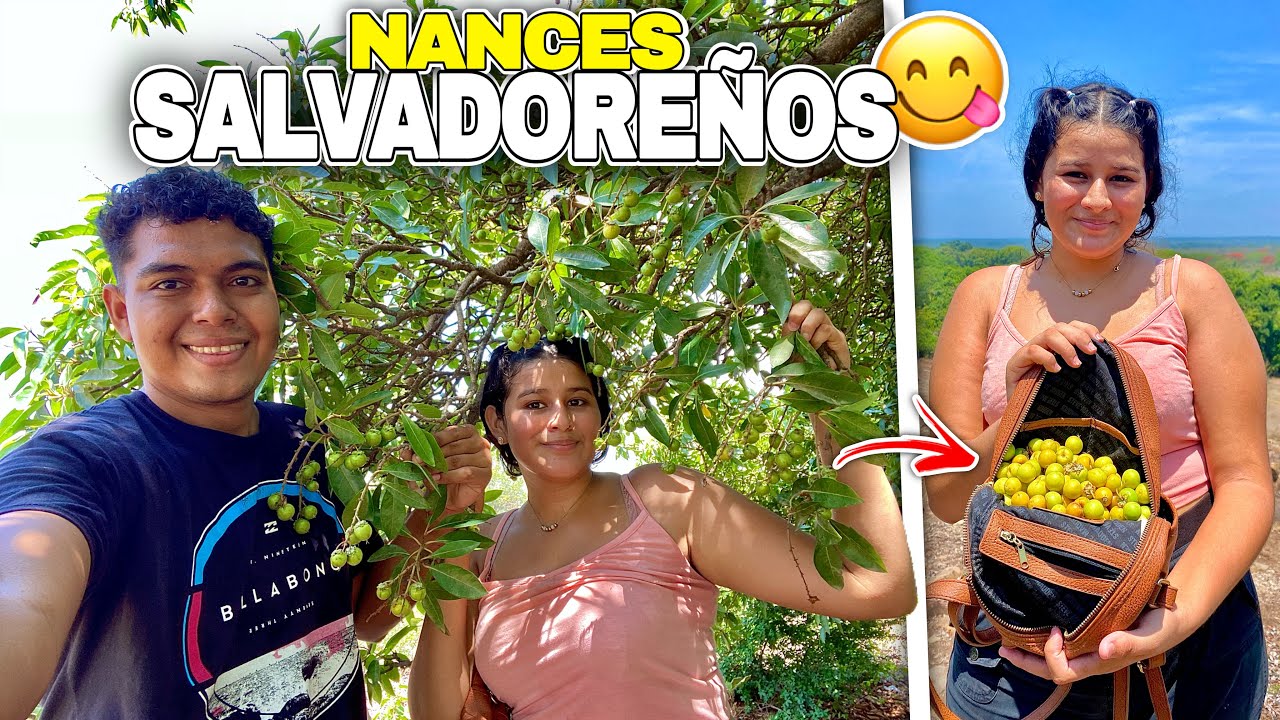 YA COMENZÓ LA TEMPORADA DE NANCES Y FUIMOS A BUSCAR LOS MÁS RICOS 🤩 - YouTube