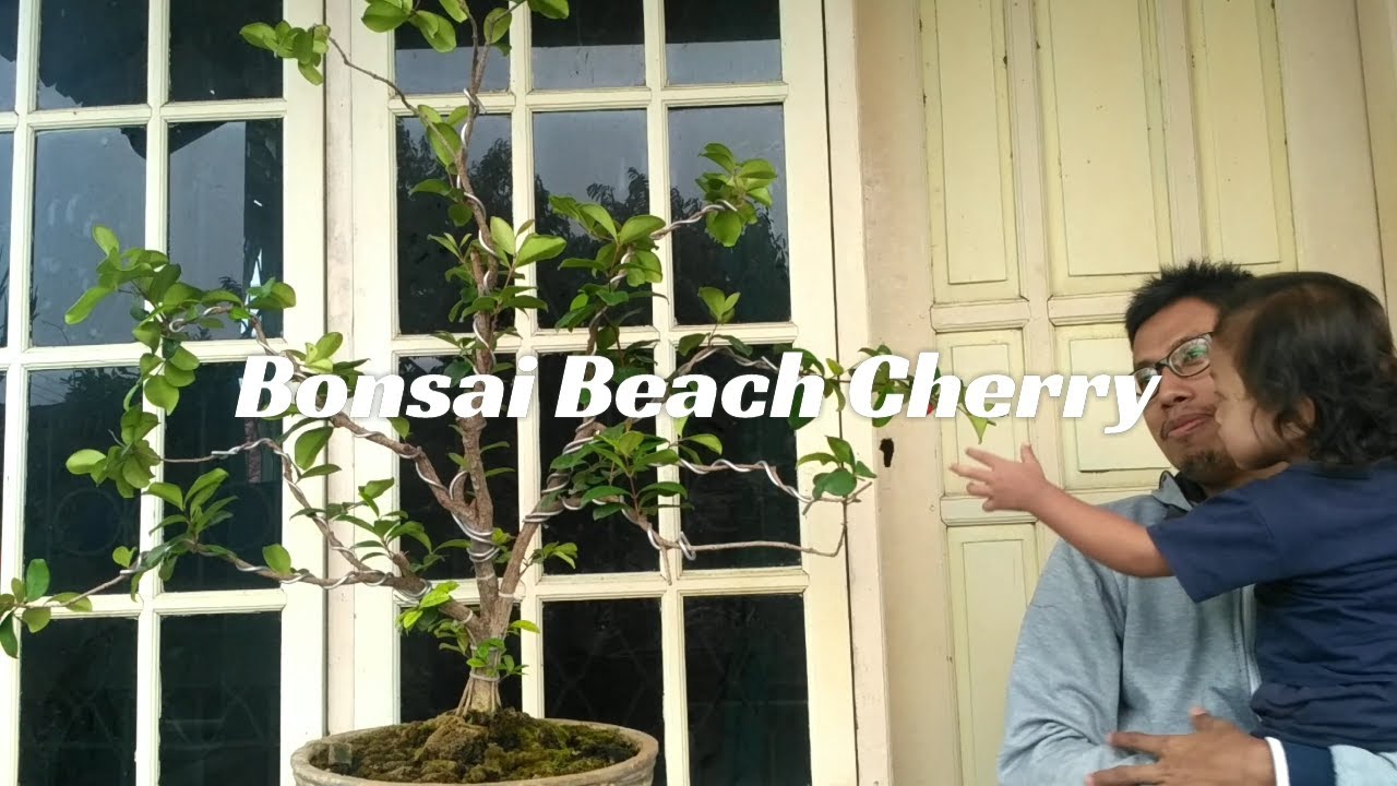 Bonsai Beach Cherry/ Australian Beach Cedar Cherry - YouTube