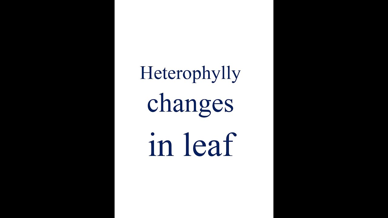 Heterophylly changes in leaf | Biology | NEET | NEET Foundation - YouTube