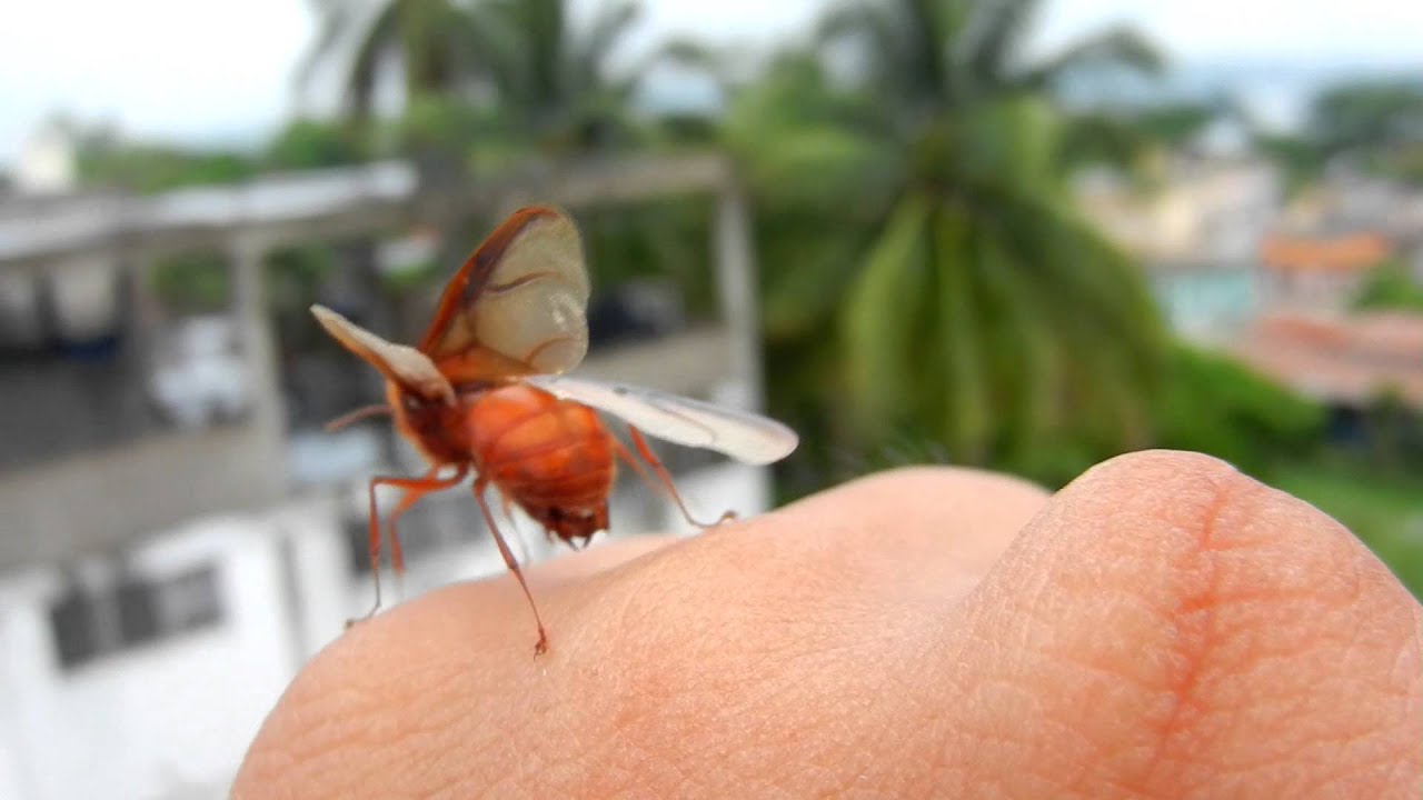 Sompopo de Mayo (Santa Elena, Petén) - YouTube