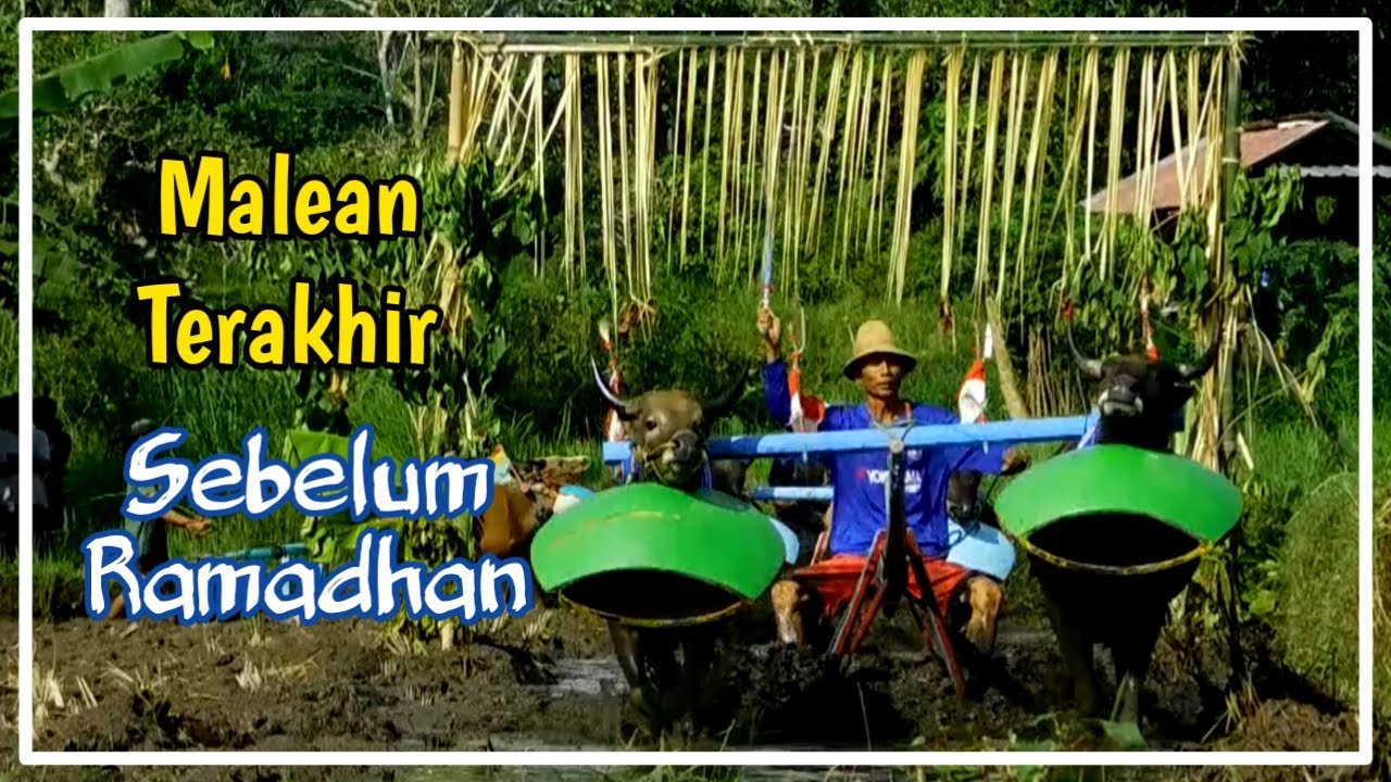 Malean Sampi || Karapan Sapi Lombok || Montong 11/4/21 - YouTube