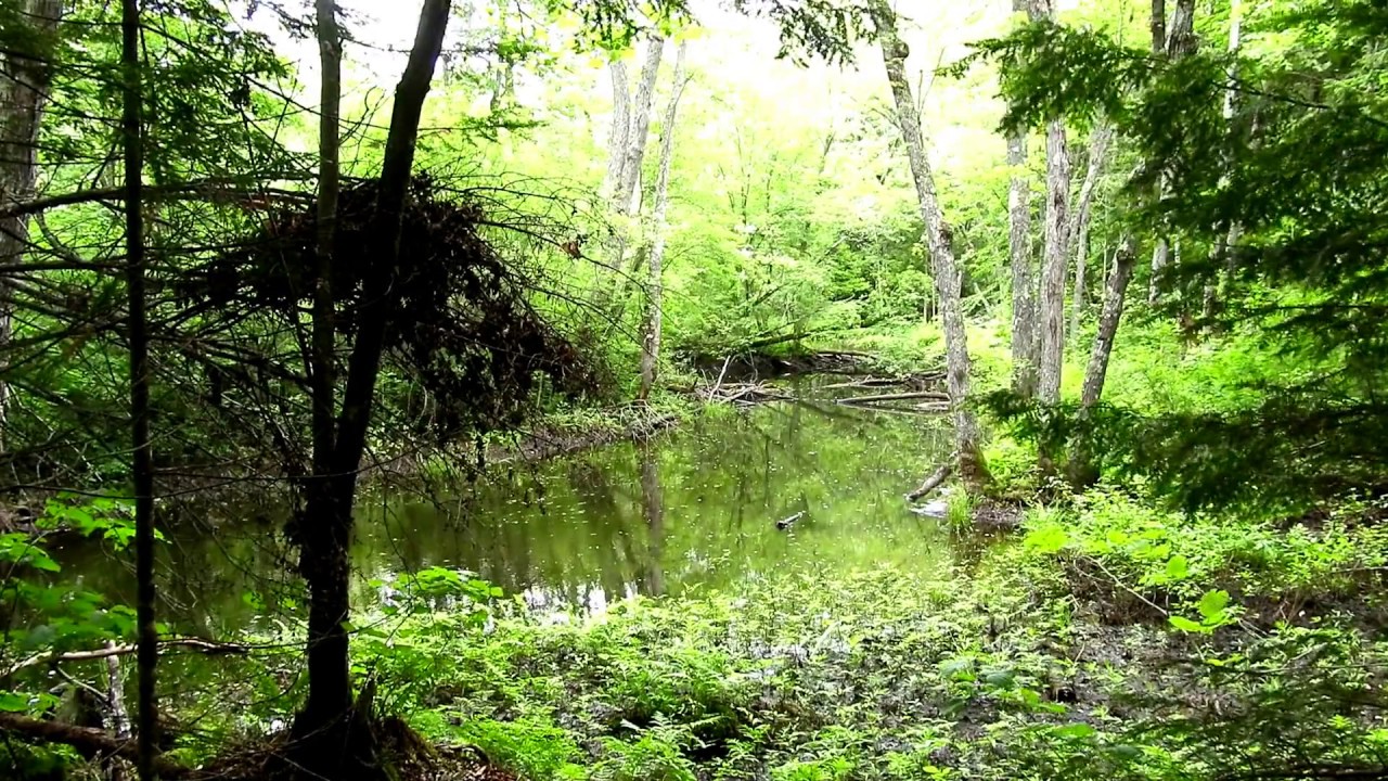 Deep Forest - Sound of Woodland Birds - YouTube