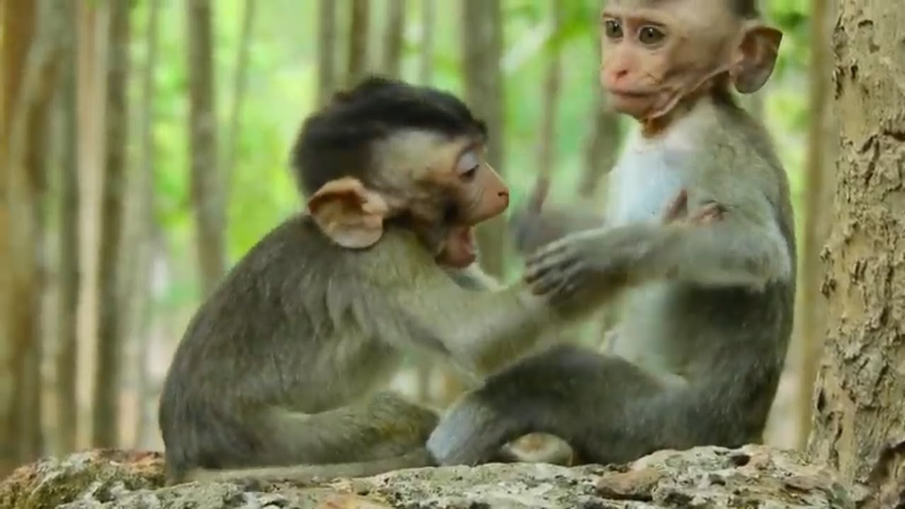 Baby Monkey Playing With Friends Look So Happy | Julina Monkey ...
