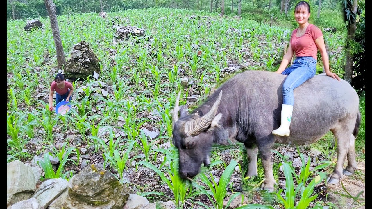 Caring for corn, draining the field. Peaceful life - peace of mind ...