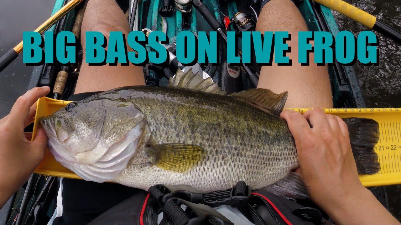Caught A BIG BASS Using A LIVE FROG (Kayak Fishing) - YouTube