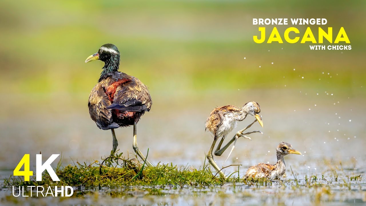 Father and his fluff balls - Story of Bronze Winged Jacana | Bronze ...