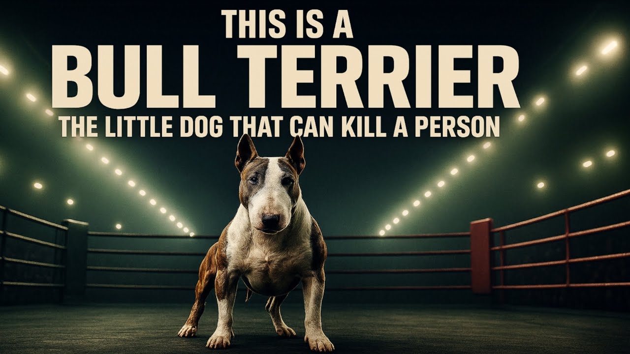 This is a Bull Terrier: The Little Dog That Can Kill - YouTube