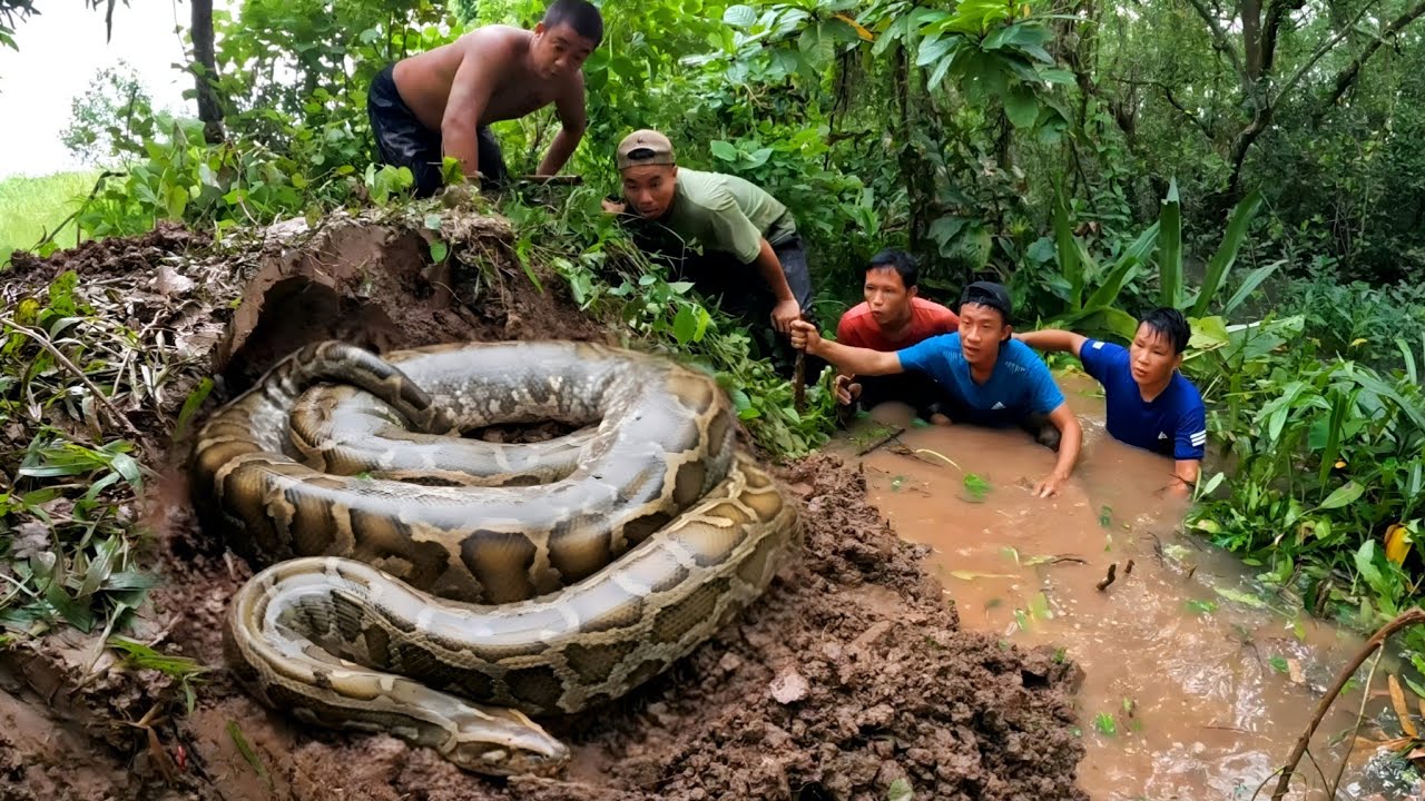 6 Brave Hunter Catch Giant Python By Hand - YouTube