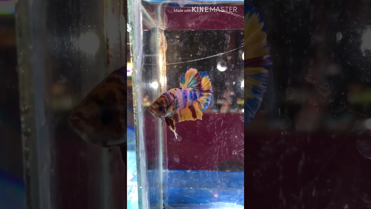 Rainbow Nemo Betta Fish - YouTube