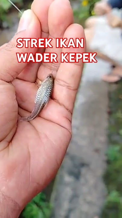 MANCING IKAN WADER STREK BERTUBI - TUBI #shorts - YouTube