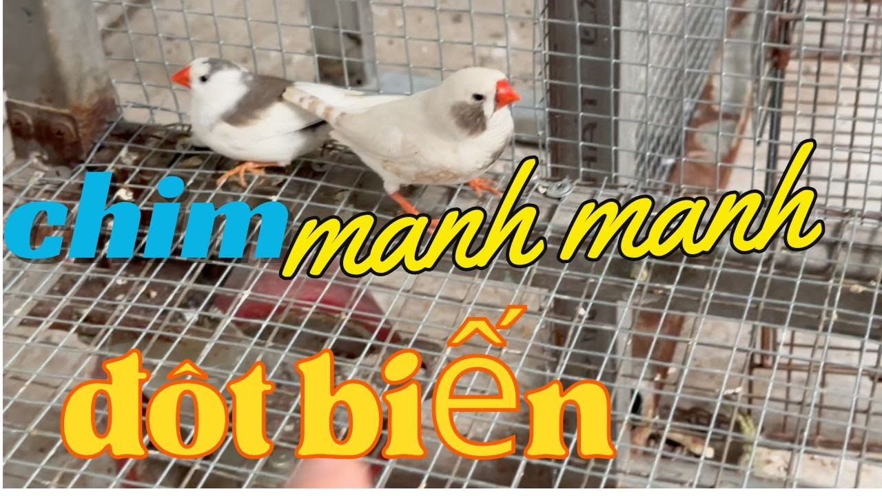 chim manh manh đột biến quá đẹp - YouTube