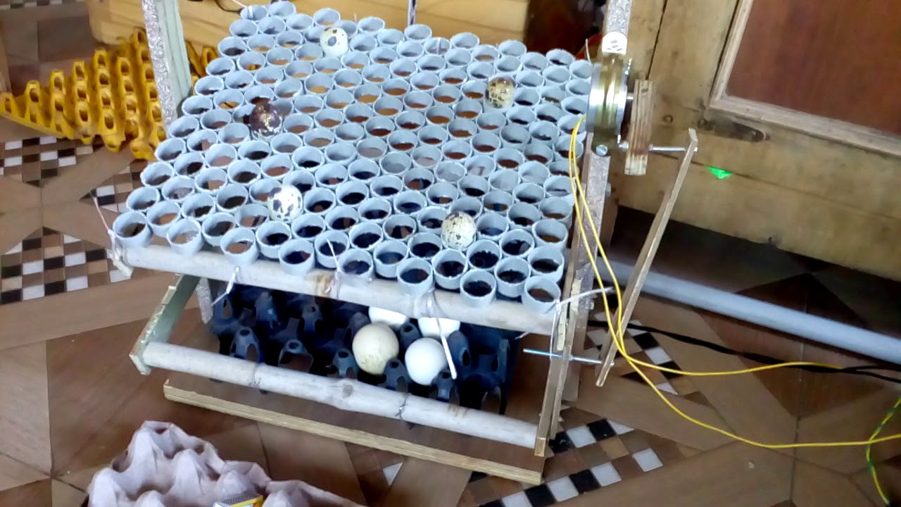 Automatic Egg Rotation for Quail and Chicken Eggs - YouTube