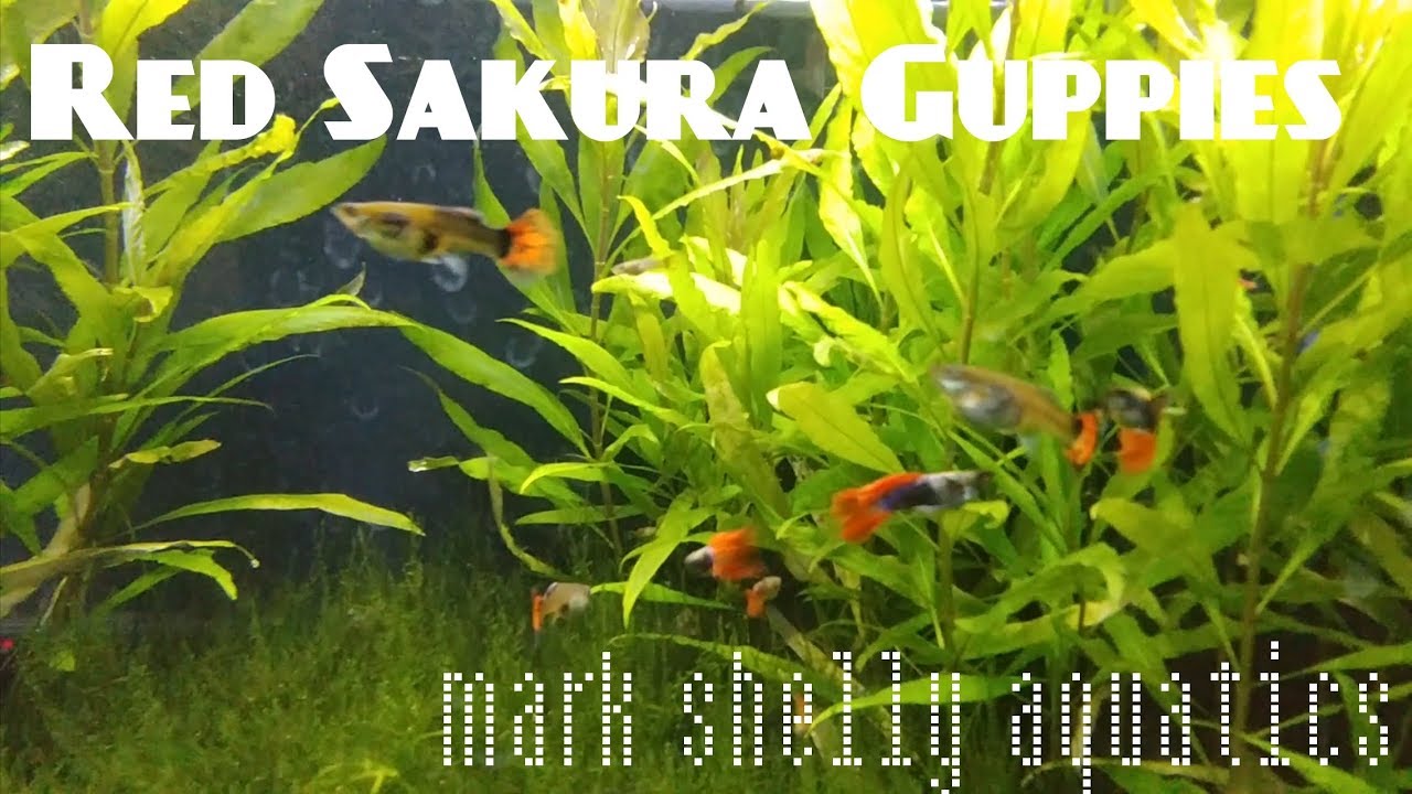 Sakura Red Guppy Colony - YouTube