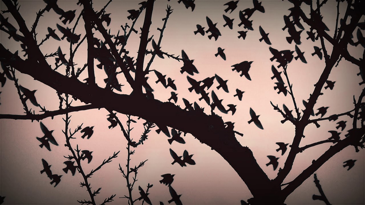 Episode 1: The Story of Eugene Schieffelin, and the Sixty Starlings ...