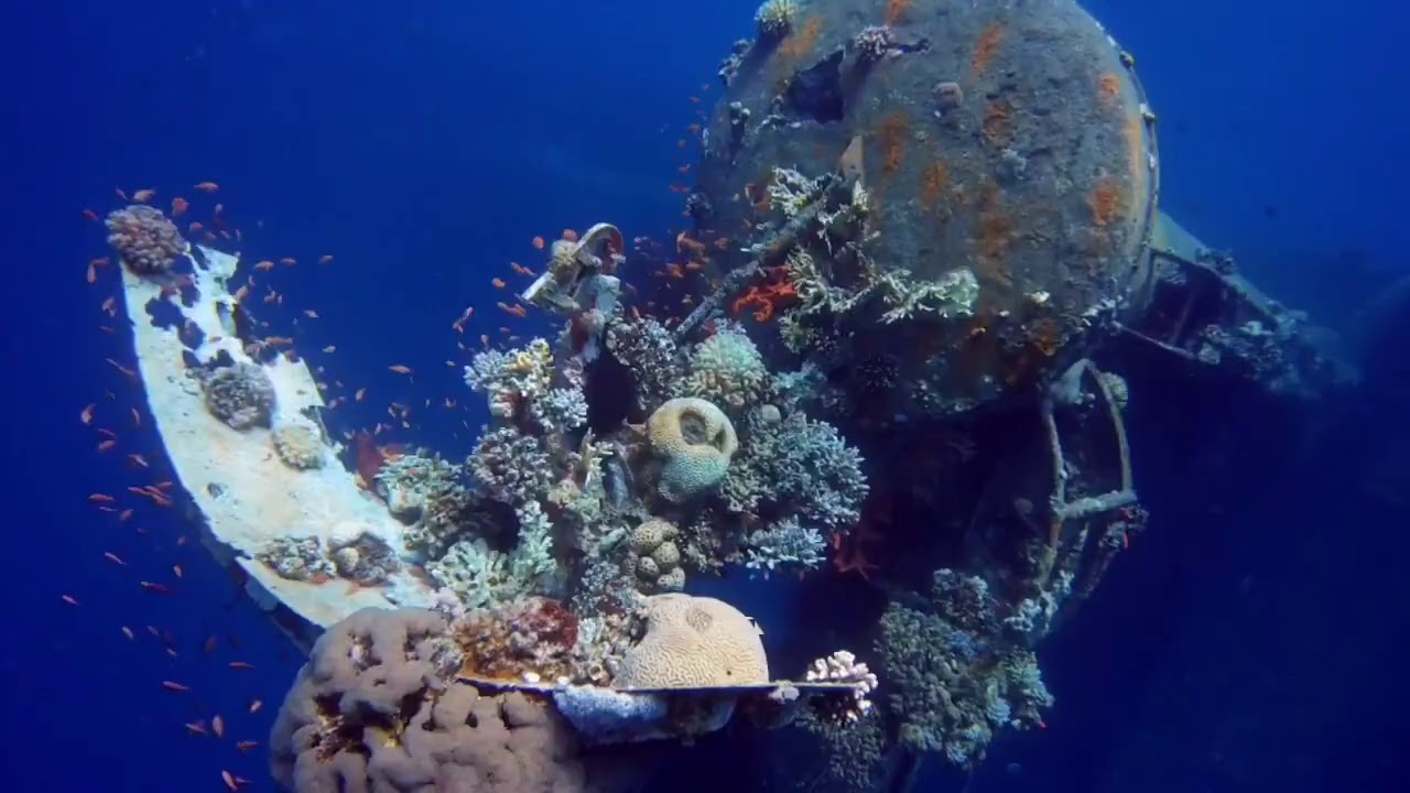 Fantastic! Undersea world Marine life - YouTube