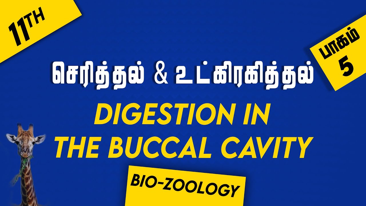 Digestion and Absorption | 11th BIO-ZOOLOGY | Chapter 5 | PART 5 ...