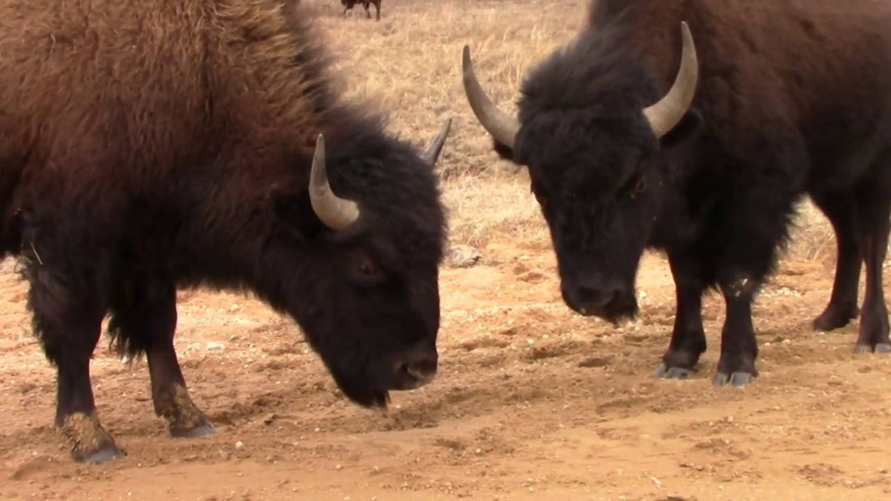 Watching Elk and Buffalo AKA Bison at Maxwell Wildlife Refuge - YouTube