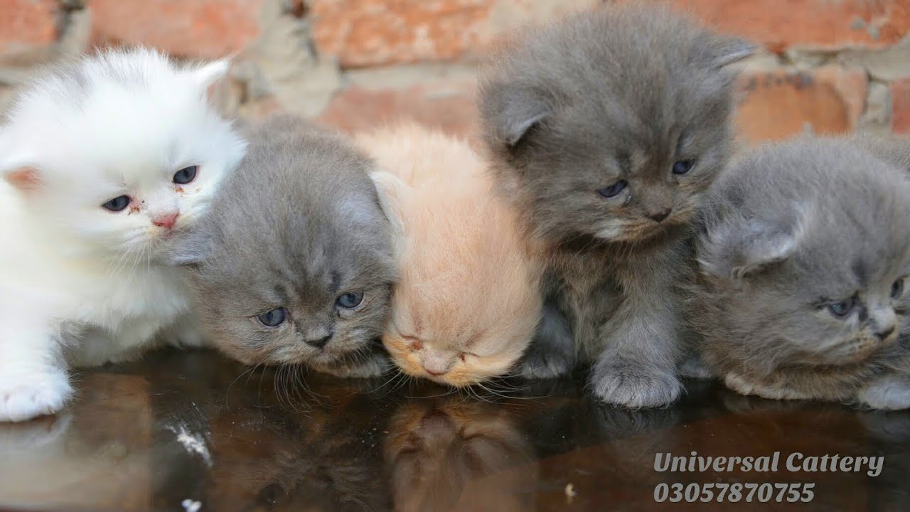 they Stole my heart😘😍 really they are soo cute. You should really watch ...