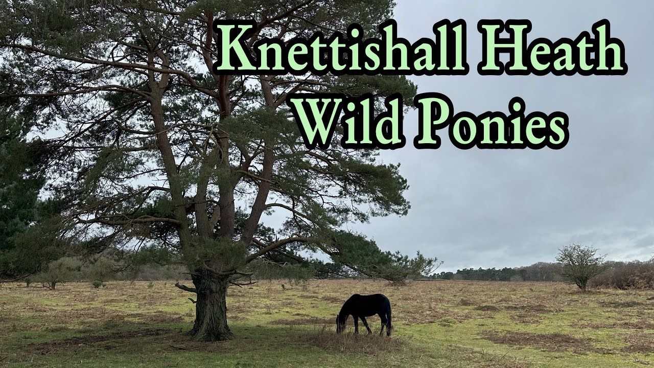 Knettishall Heath Wild Ponies - YouTube