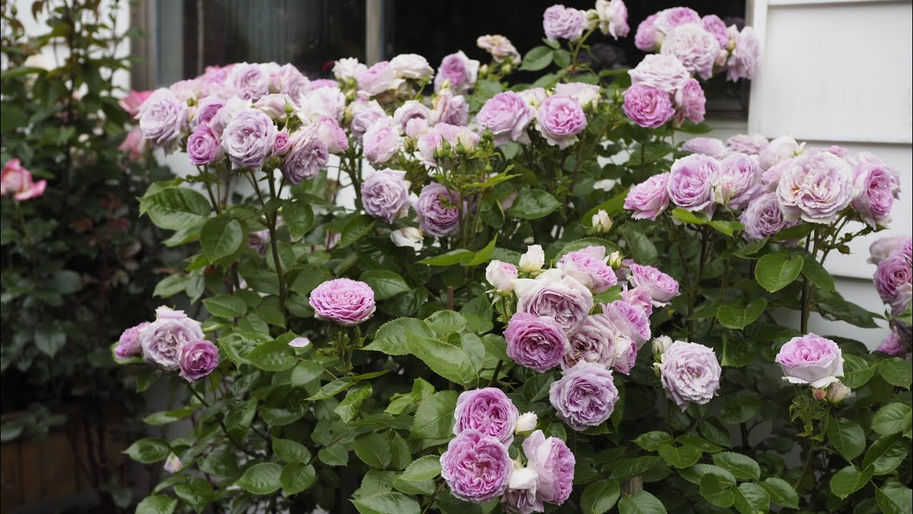 Arctic Blue rose - Bedard, season 2022 - YouTube