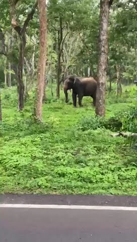 Elephant chasing a man in forest - YouTube