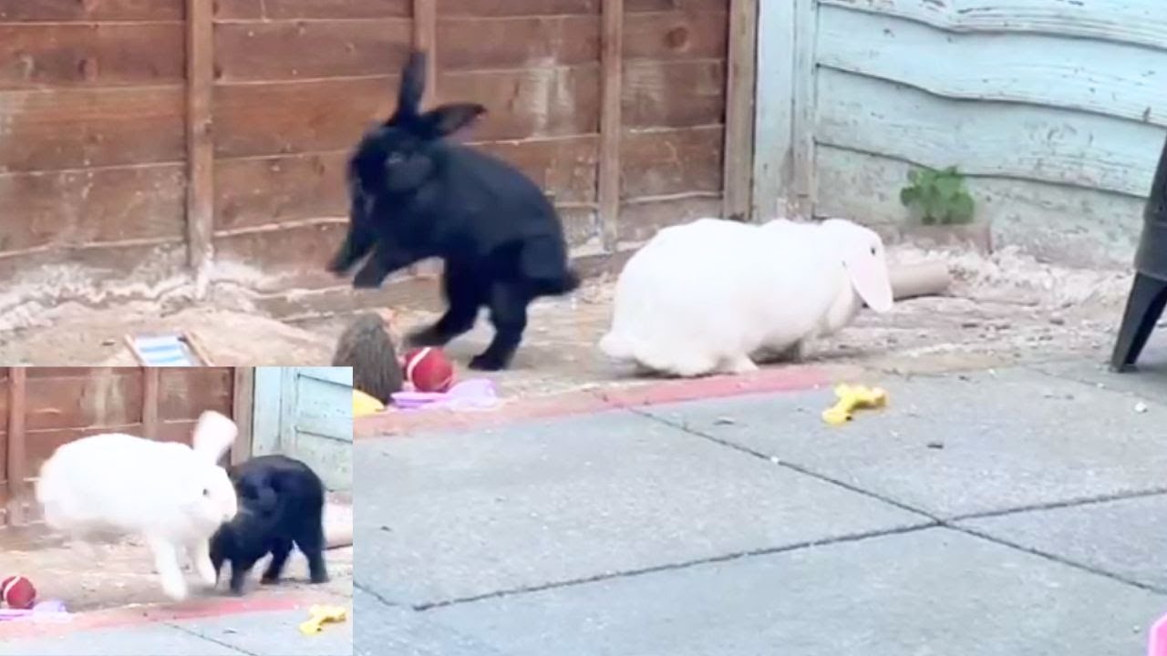 rabbits playing out in the garden - YouTube