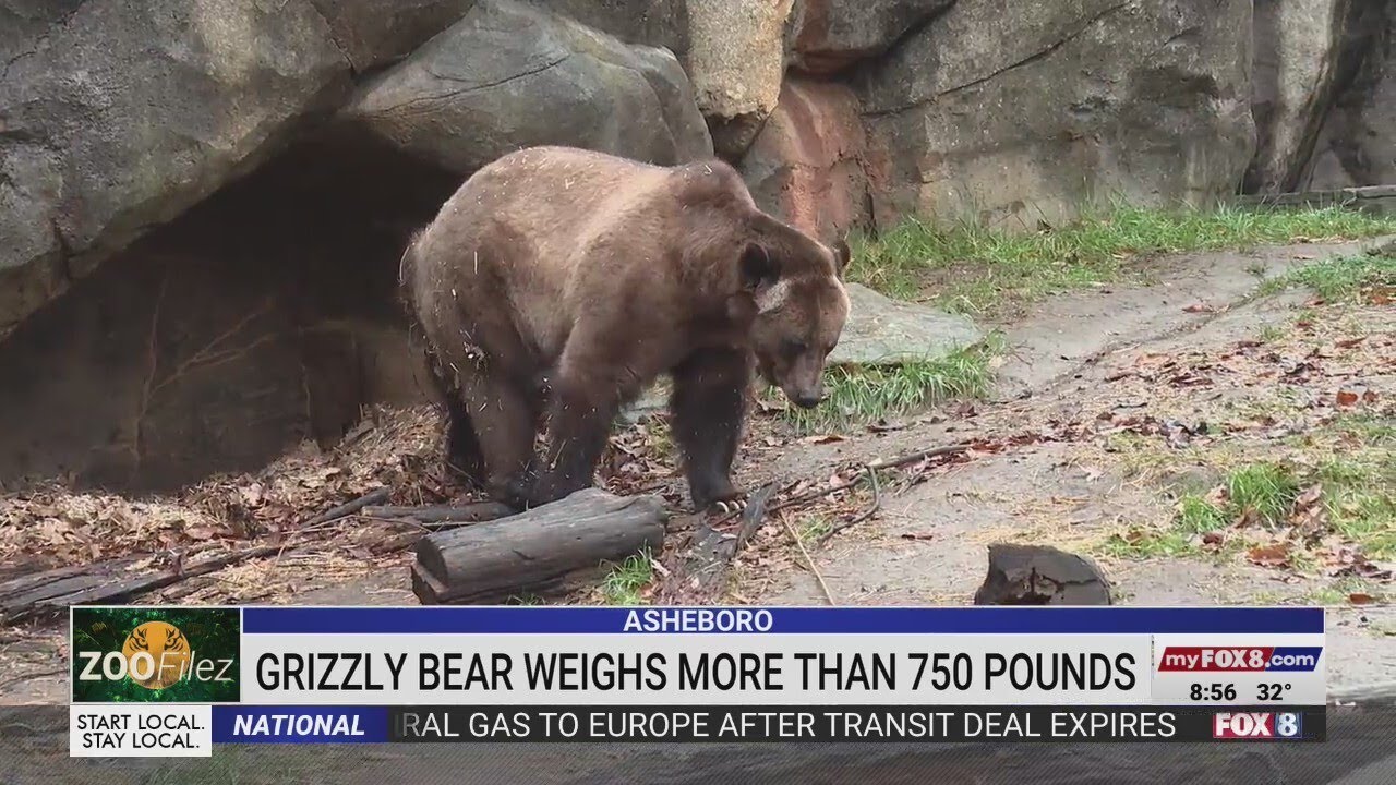 Meet the North Carolina Zoo's 750-pound grizzly bear - YouTube