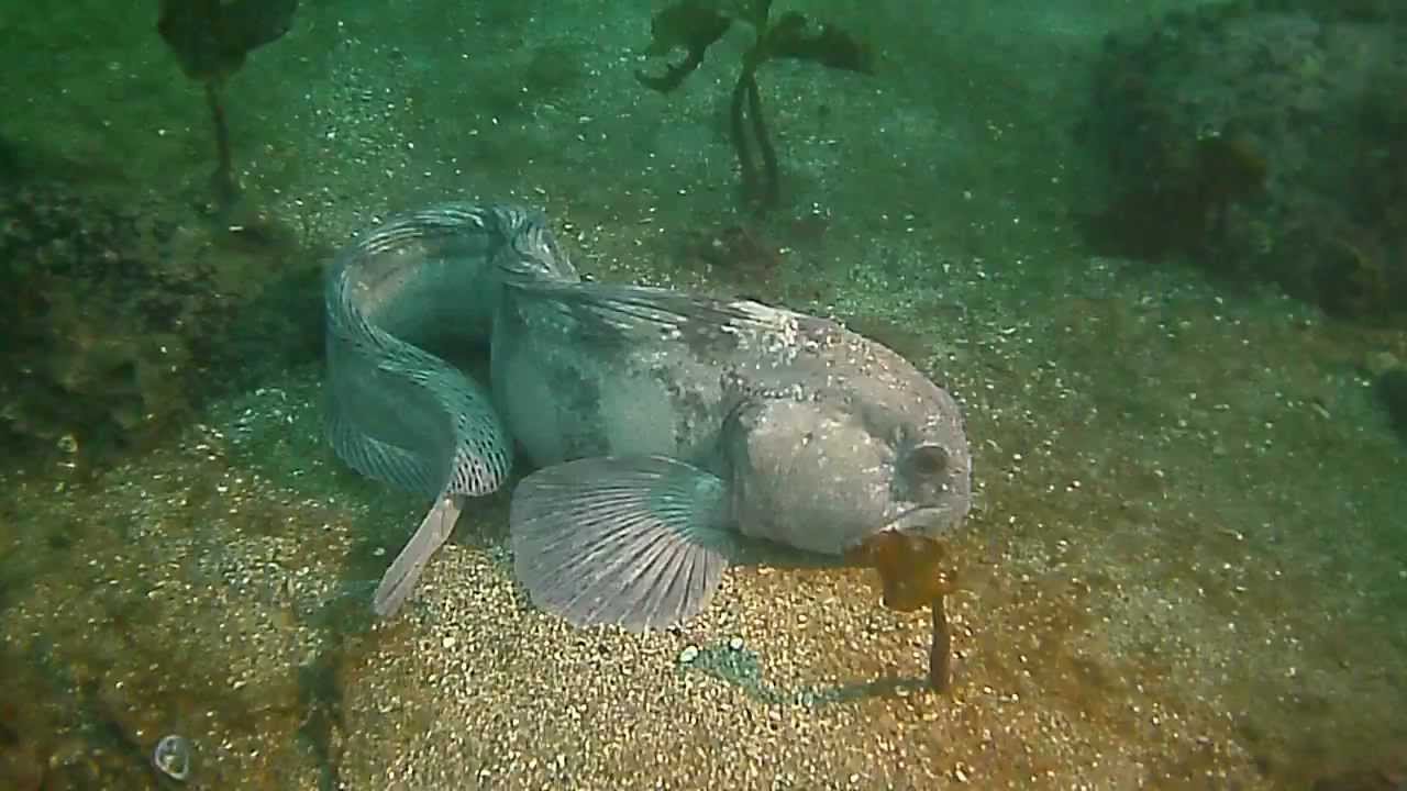 Ocean catfish (wolffish) in Iceland - YouTube