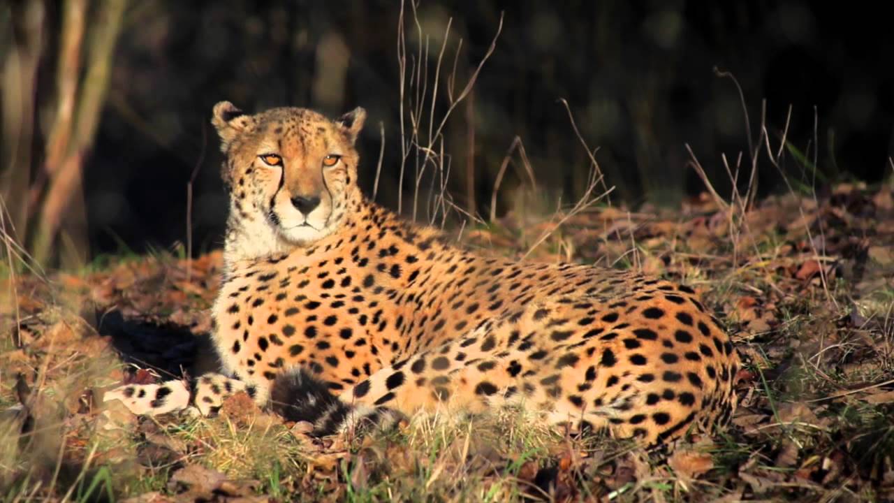 Duma the Cheetah - Greater Vancouver Zoo - YouTube