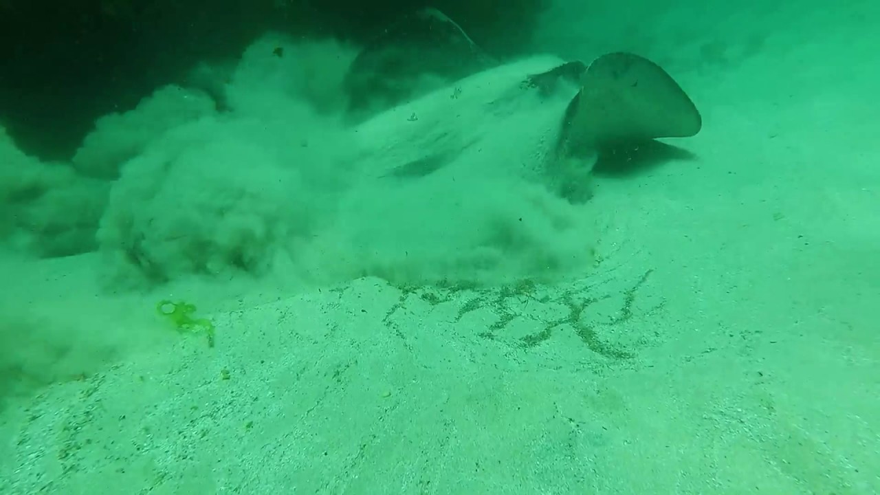 Big Bull Ray, Byron Bay, Australia - YouTube