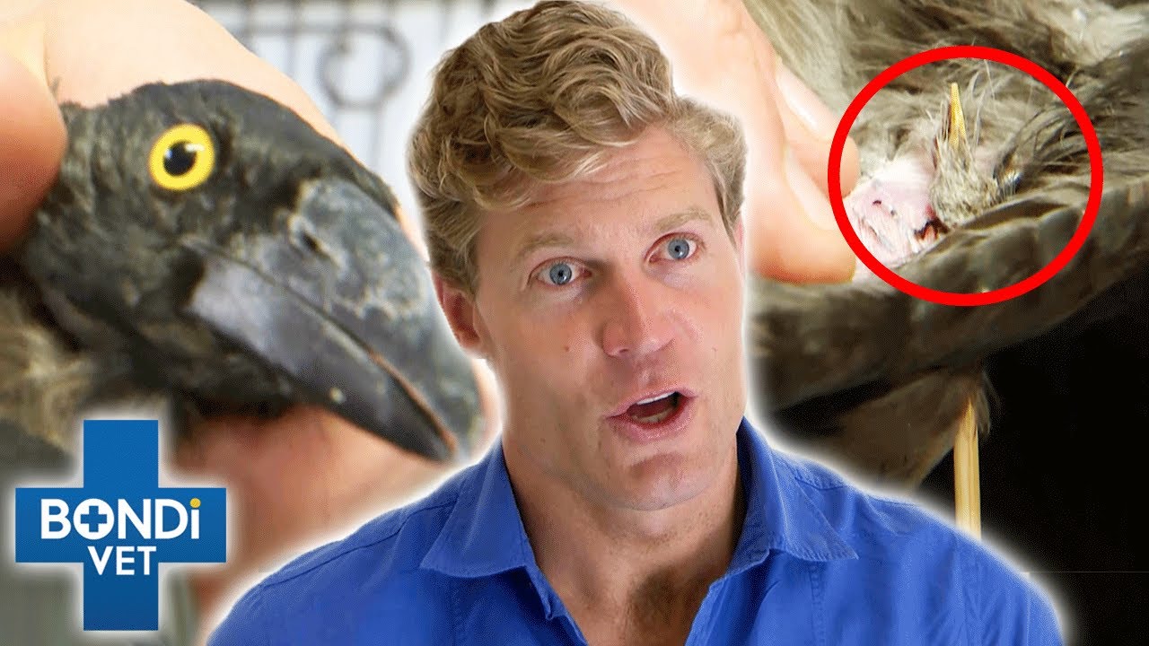 LONG Arrow is Pulled Out From Injured Bird's Wing | Bondi Vet - YouTube