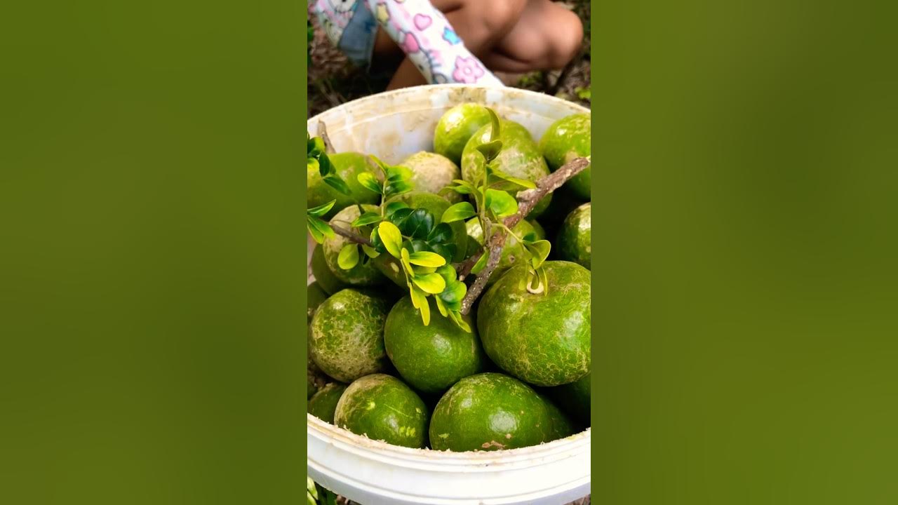 countrysidelife in cambodia | picking java cola fruits 🌿☘️🌾 #sovathbdm ...