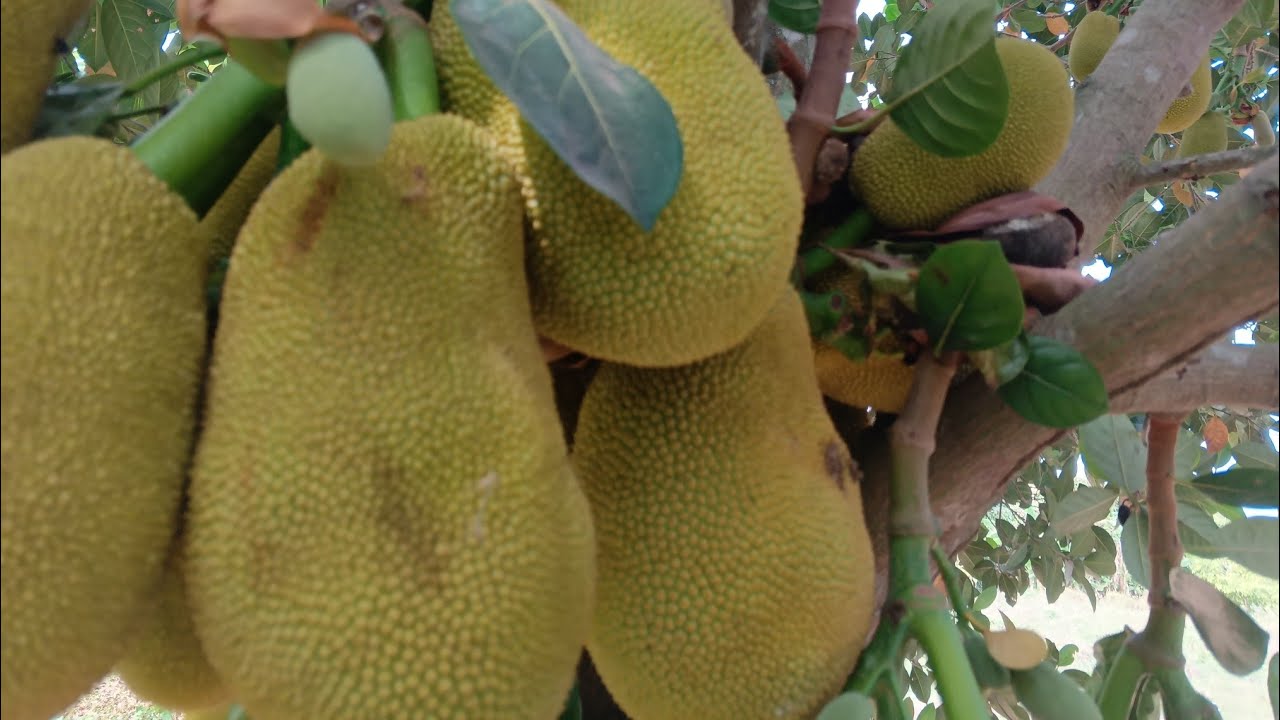 jackfruit farming life - YouTube