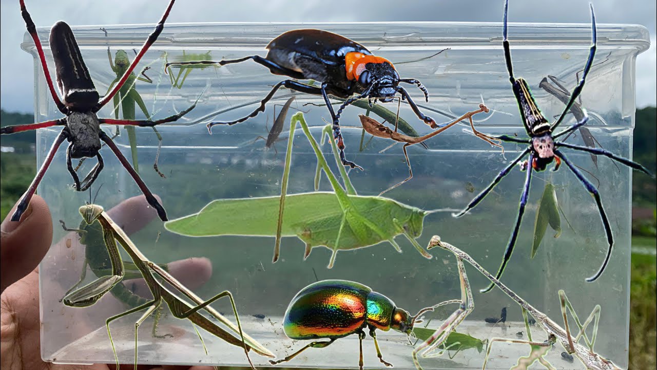 Wonders of the Insect World: Amazing Facts You Must Know! - YouTube