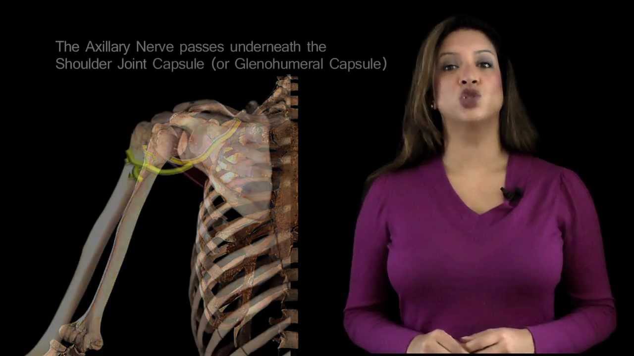 Funky Anatomy - EXAM ANSWER - The Axillary Nerve - YouTube