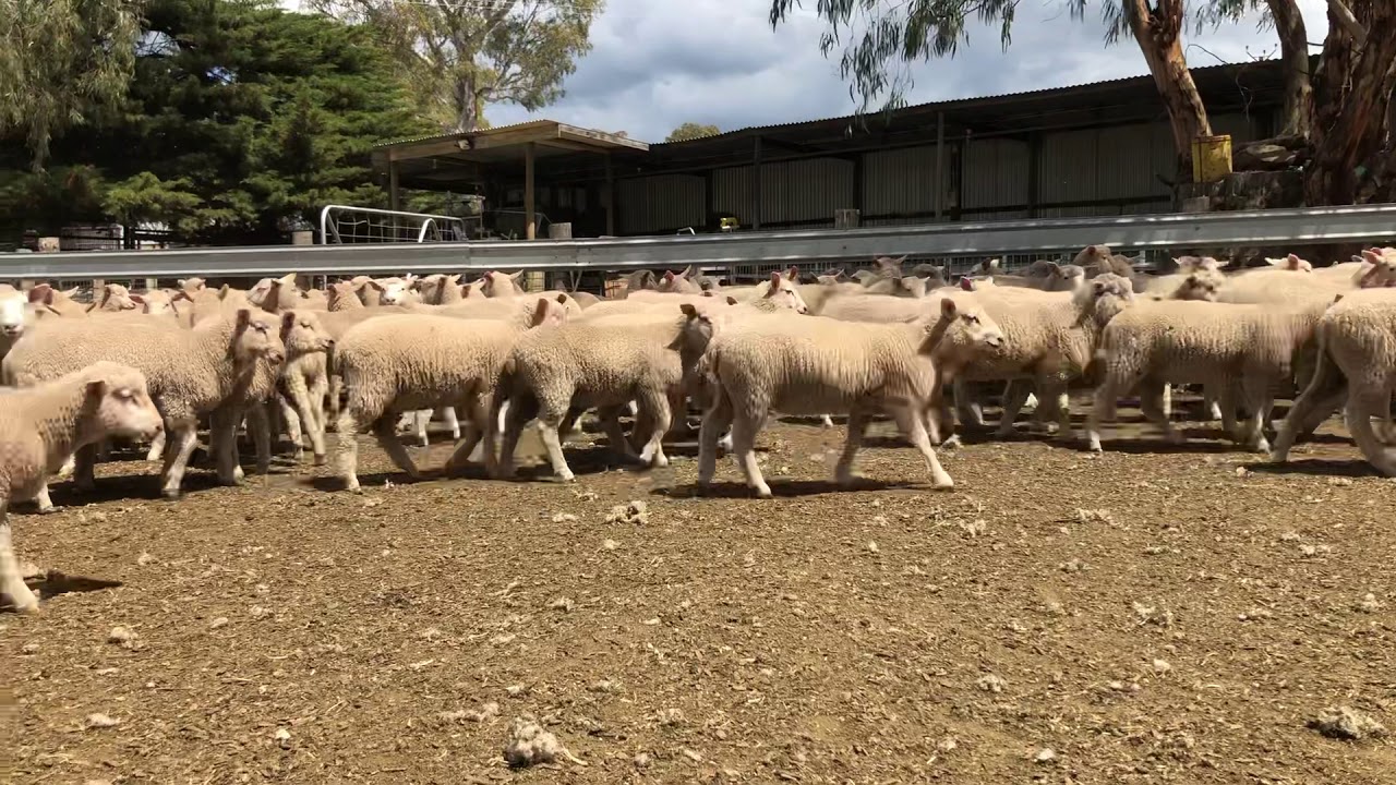 Wira Primeline ewe lambs - YouTube