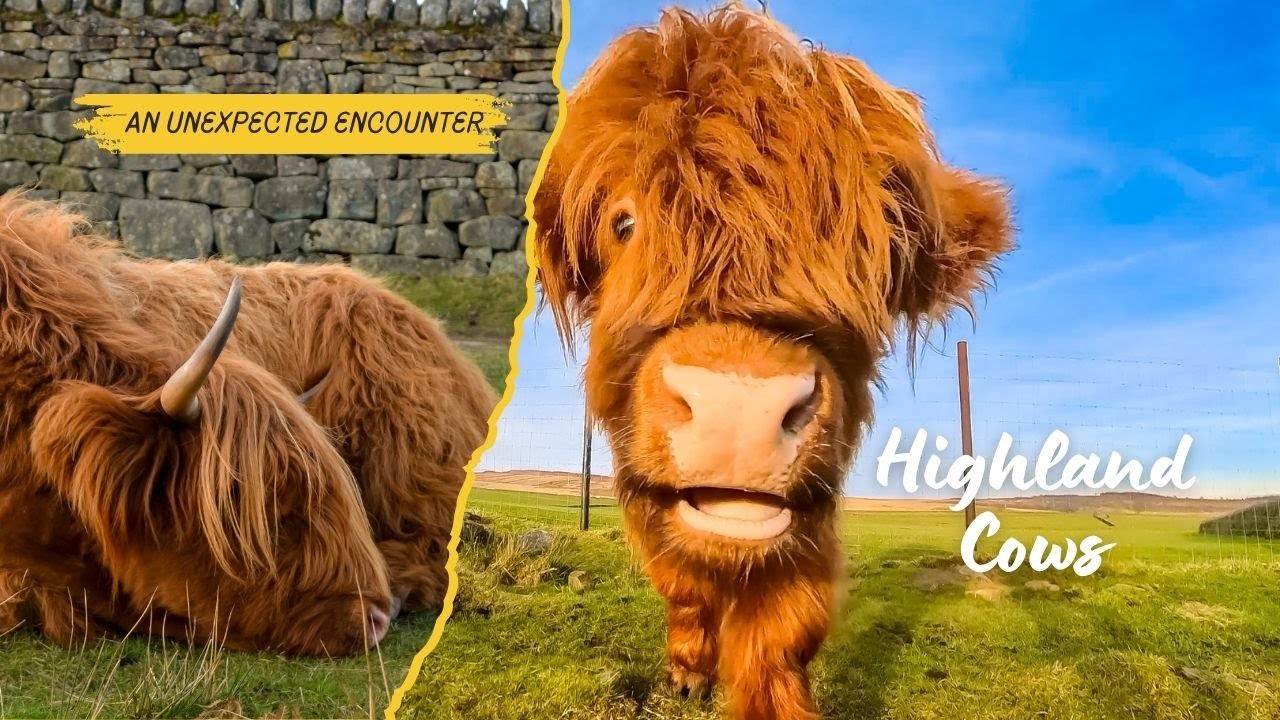 Highland Cows: Majestic Fluffy Creatures | Peak District | Solo Hiking ...