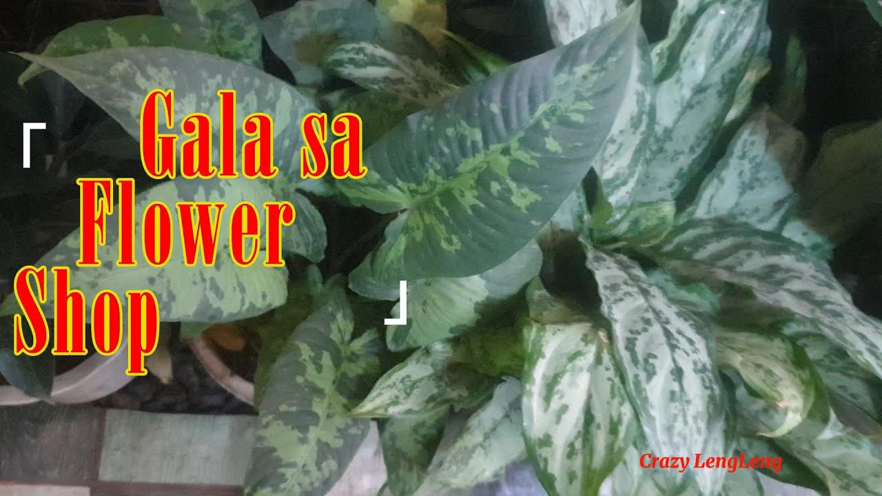 Gala sa Flower Shop - YouTube