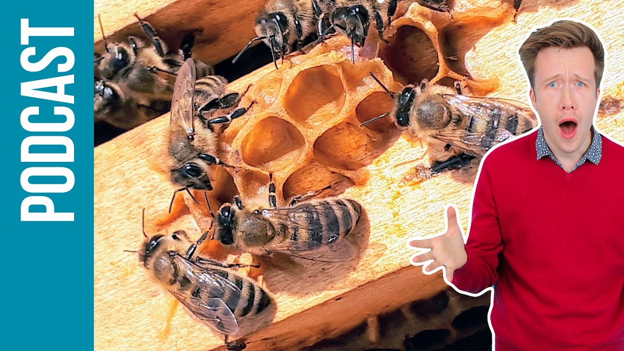 The Language Of Bees & The Goliath Birdeater (Fun Kids Science Weekly ...