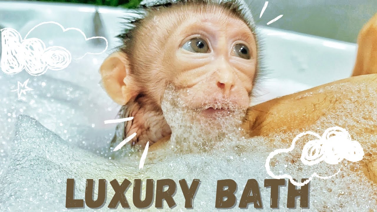 poor baby monkey bathing #monkey #babymonkey #cute #pets - YouTube